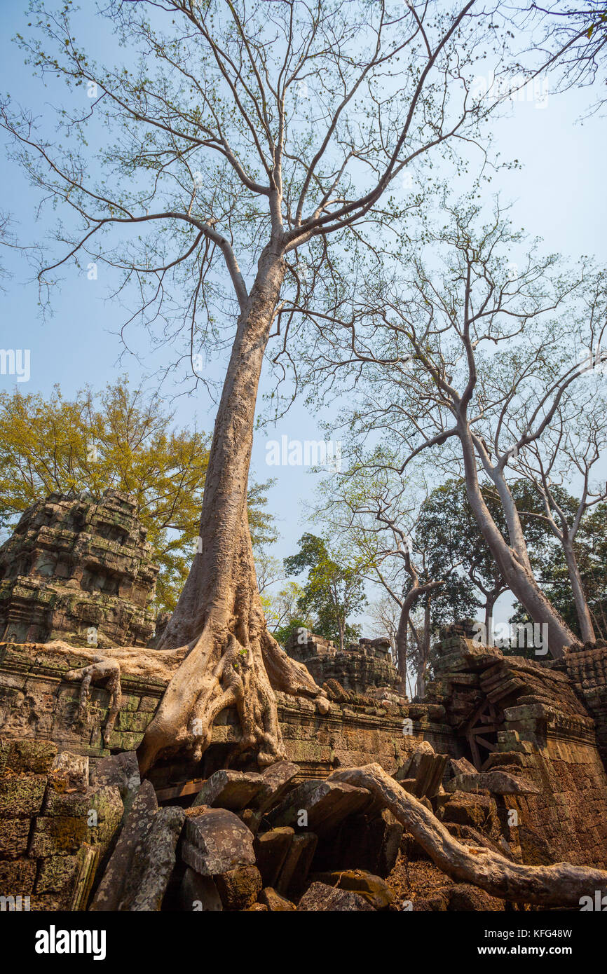 Ta Prohm, famous for the trees growing atop ruins (and the Tomb Raider ...