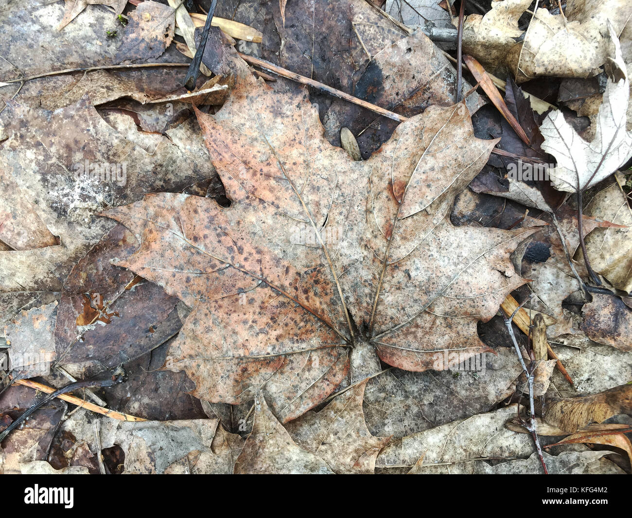 Withered leaf texture hi-res stock photography and images - Alamy
