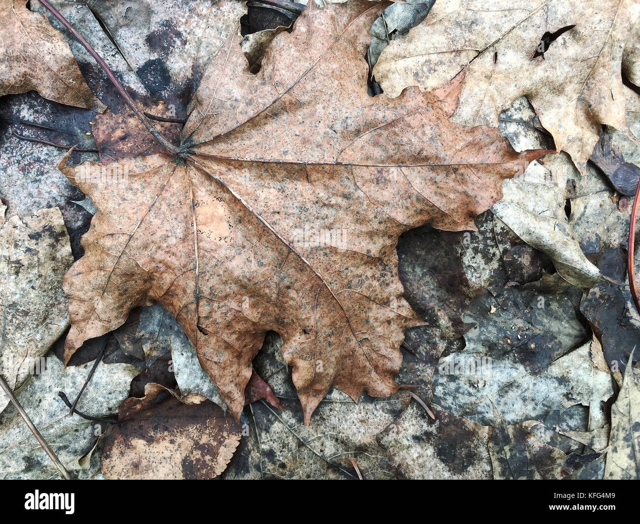 dry fallen leaves on the ground. natural autumn background Stock Photo ...