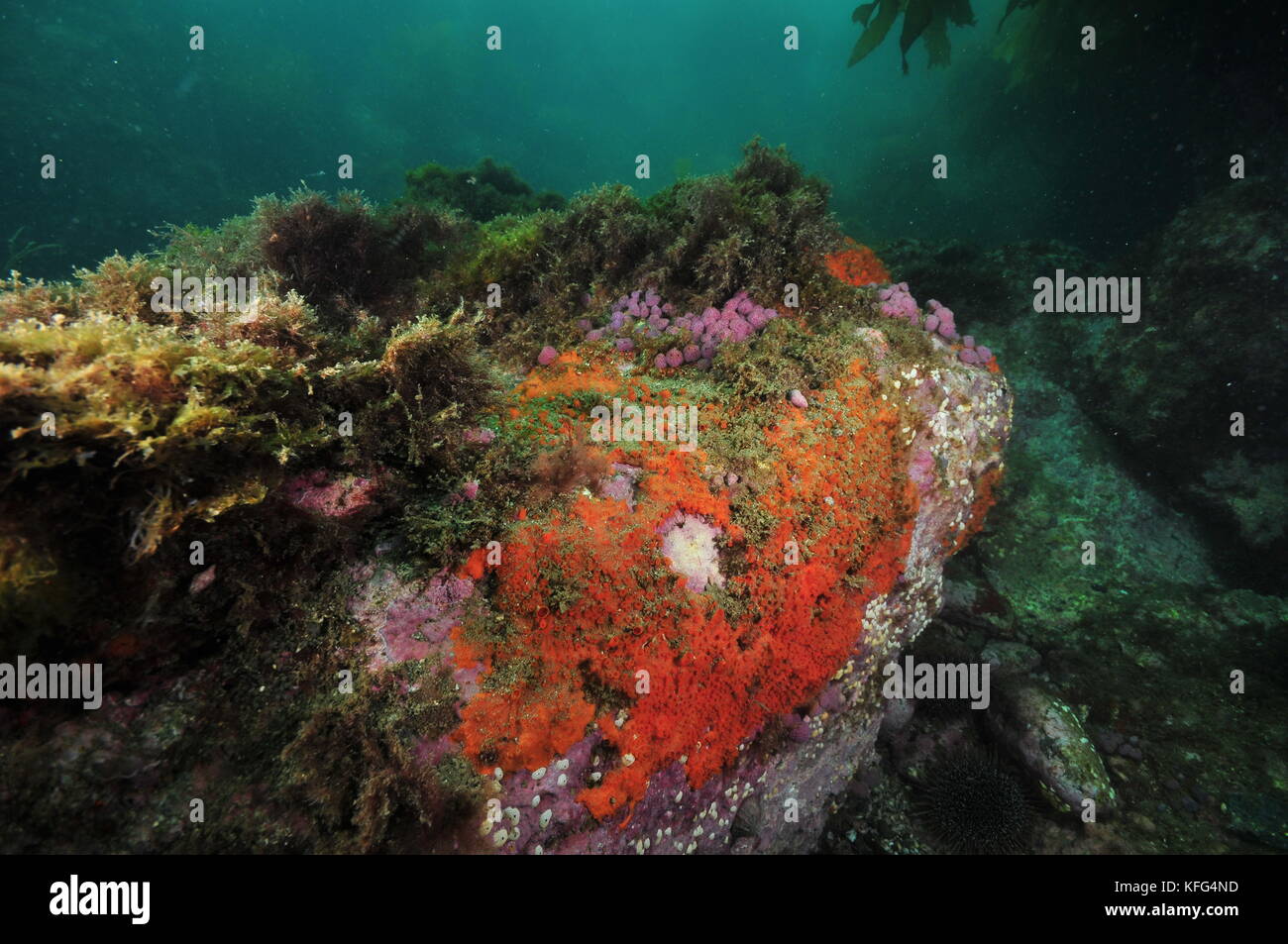 Pink encrusting algae hi-res stock photography and images - Alamy