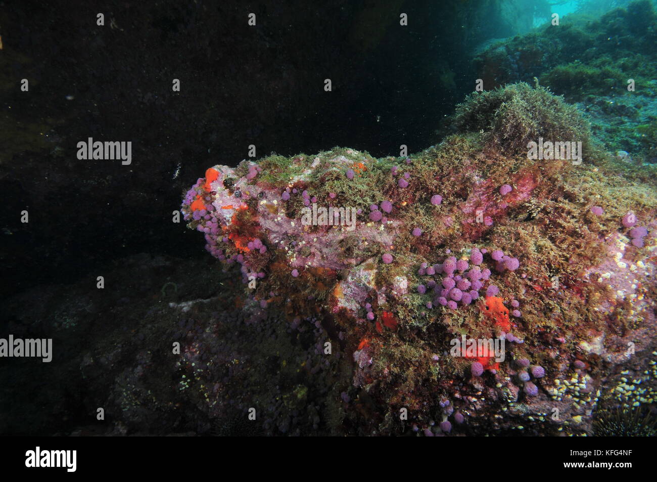 Reef covered with sponges hi-res stock photography and images - Alamy