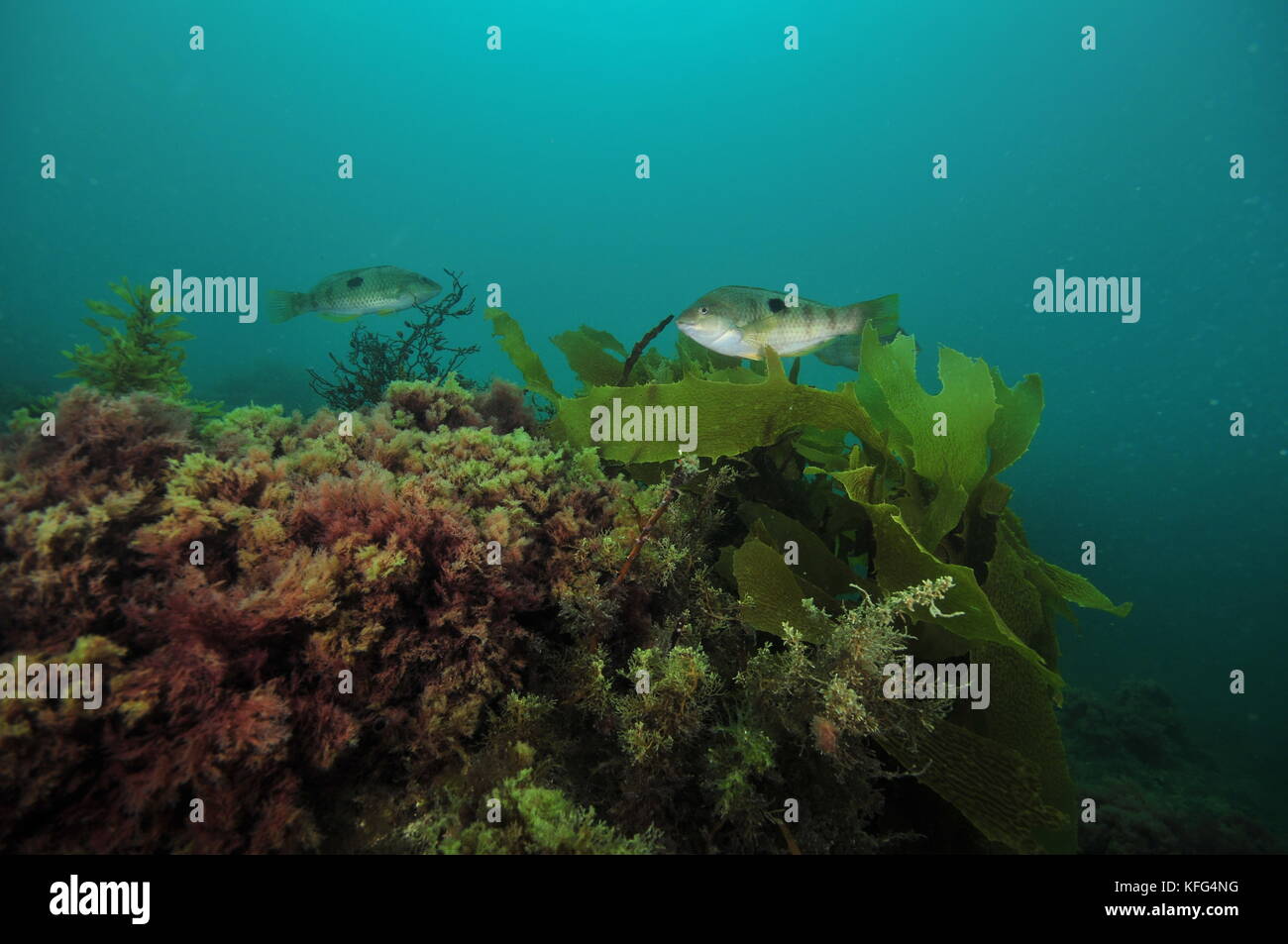 Rocky coast with grass and seaweed hi-res stock photography and images ...