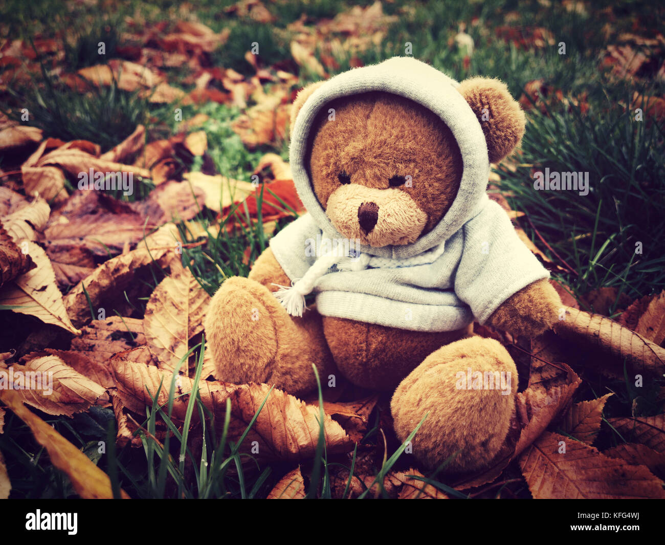 Teddy bear in autumn leaves hi-res stock photography and images - Alamy
