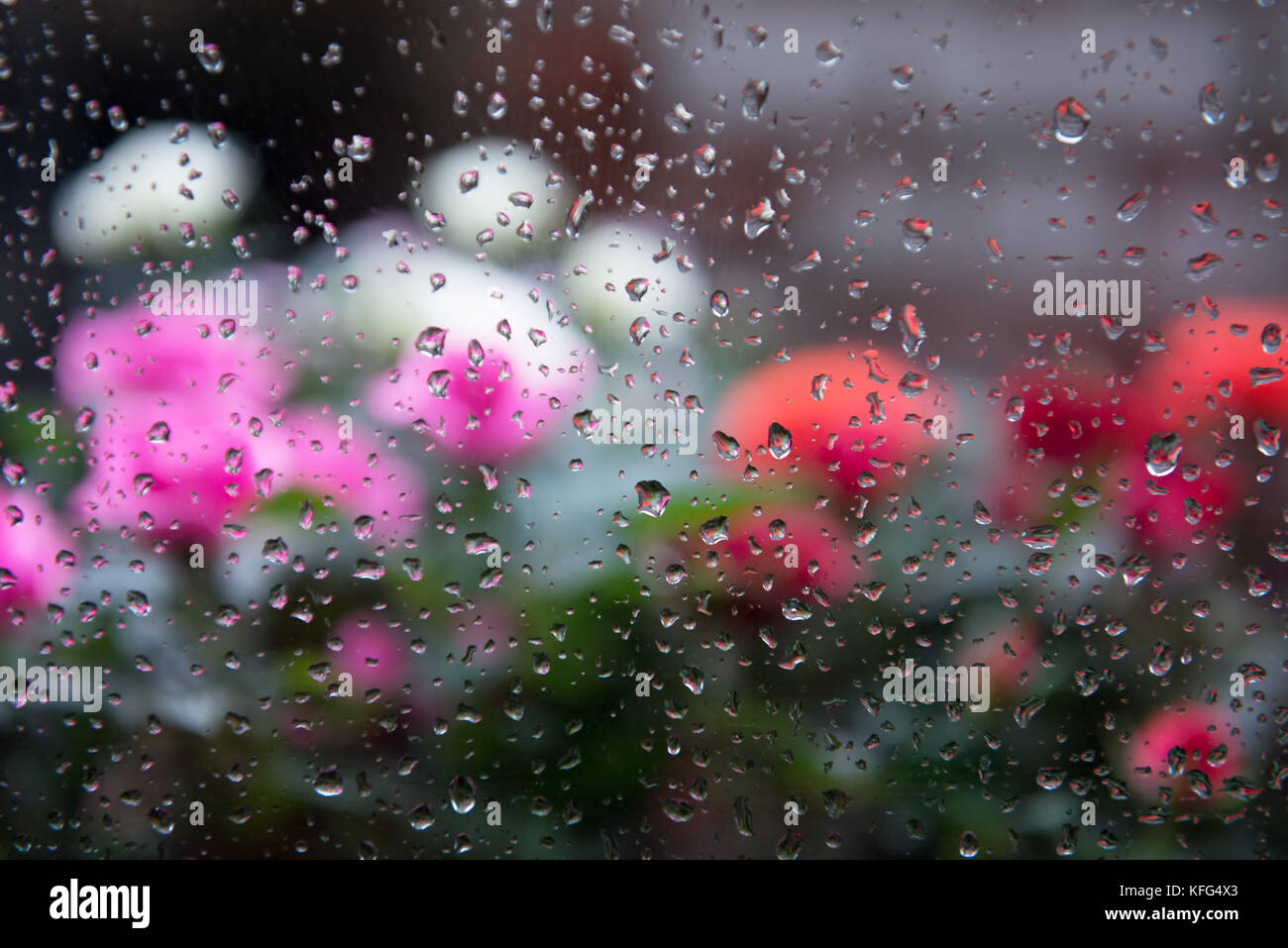 View from a window in a rainy morning with colorful roses outside Stock ...