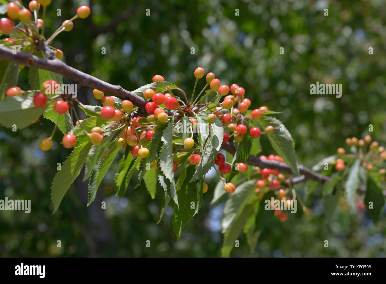 Young cherry under sun Stock Photo - Alamy