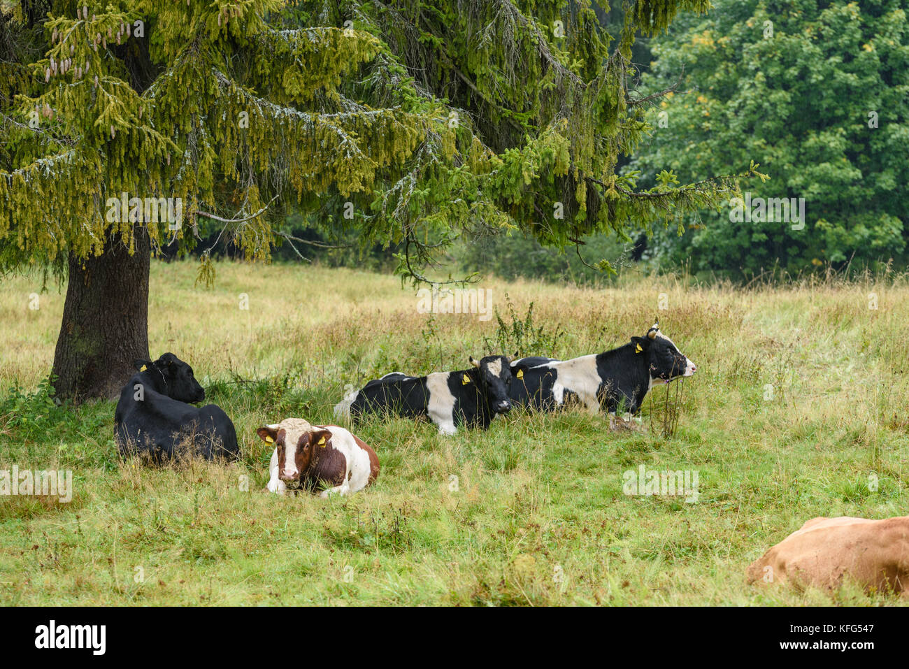 Cow bends hi-res stock photography and images - Alamy