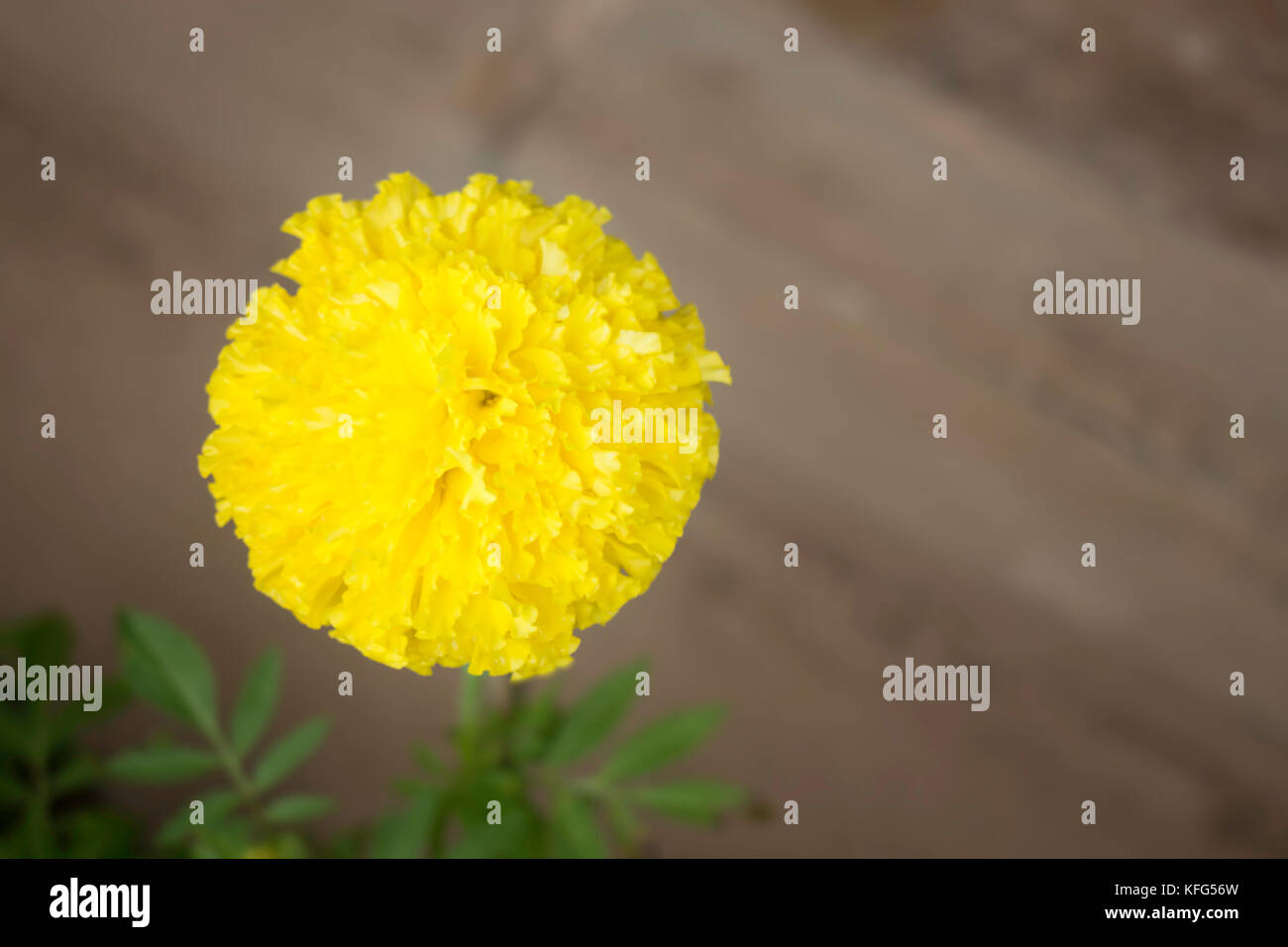 Single marigold flower in home garden, stock photo Stock Photo - Alamy