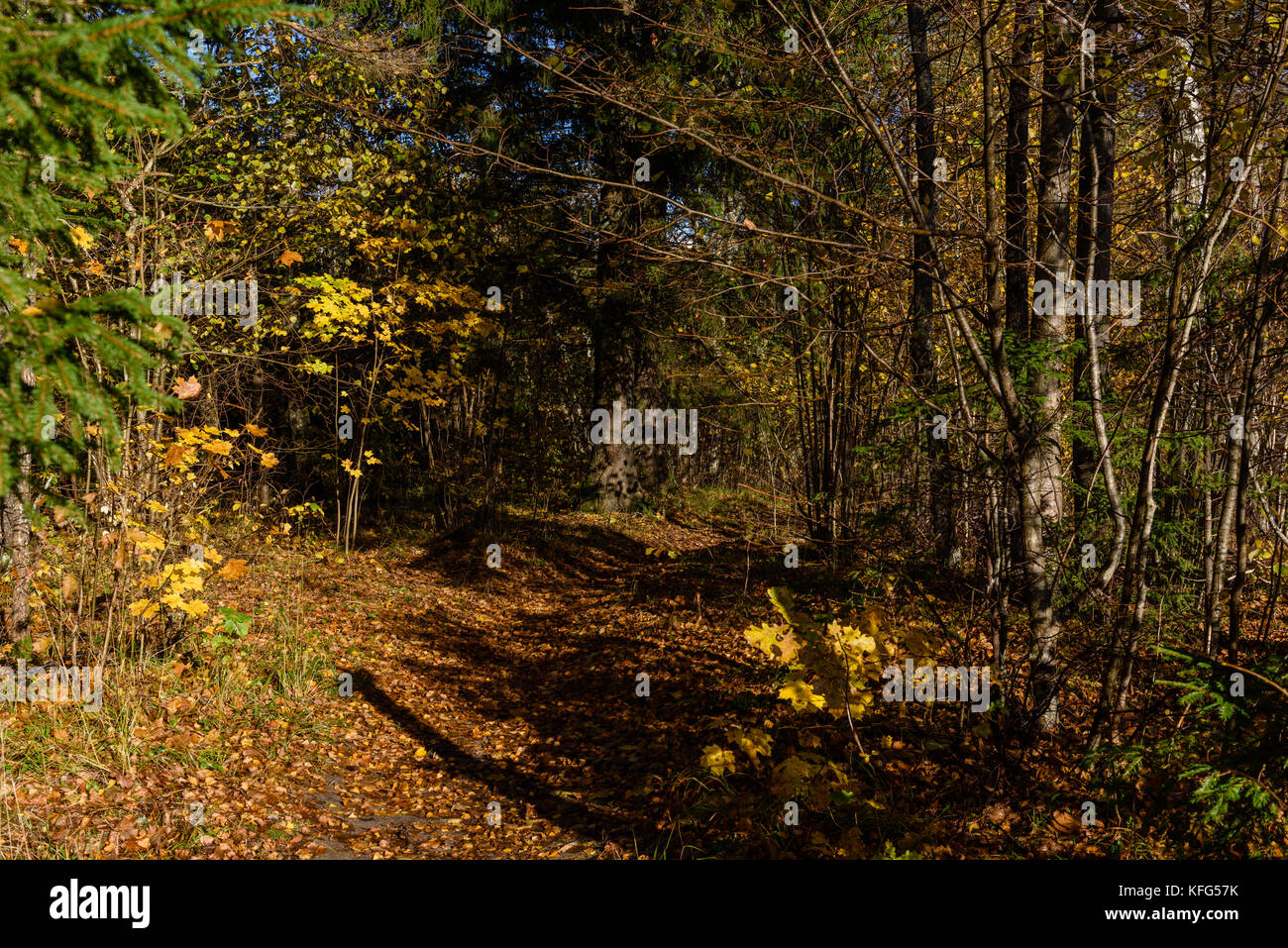 autumn gold colored tree leaves in the park. sunny fall day with sun ...