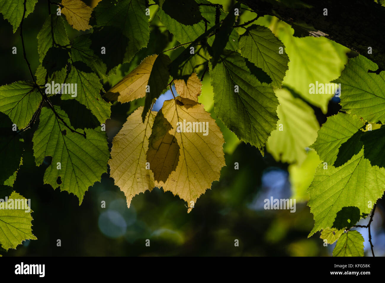 autumn gold colored tree leaves in the park. sunny fall day with sun ...