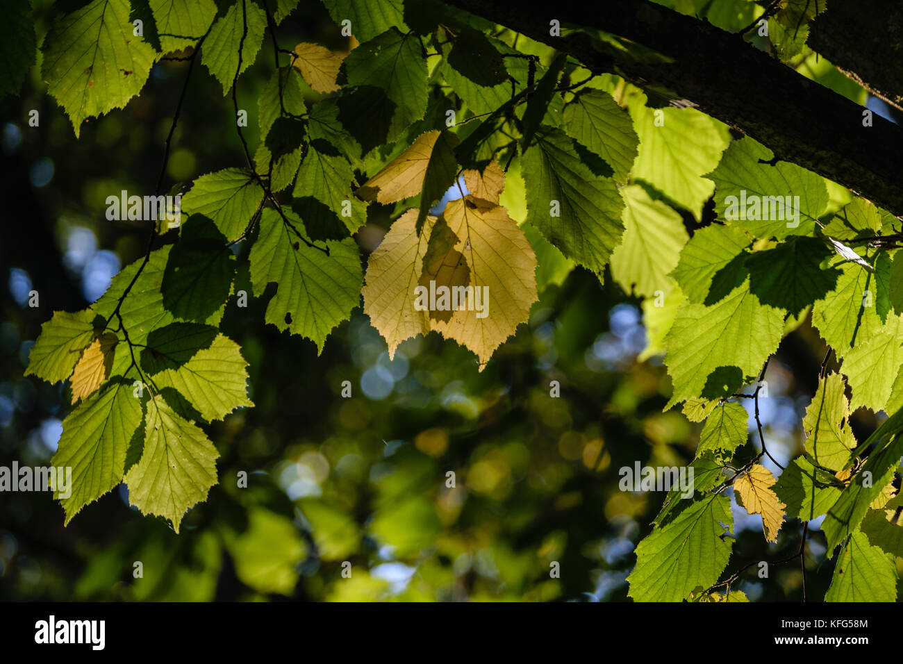 autumn gold colored tree leaves in the park. sunny fall day with sun ...