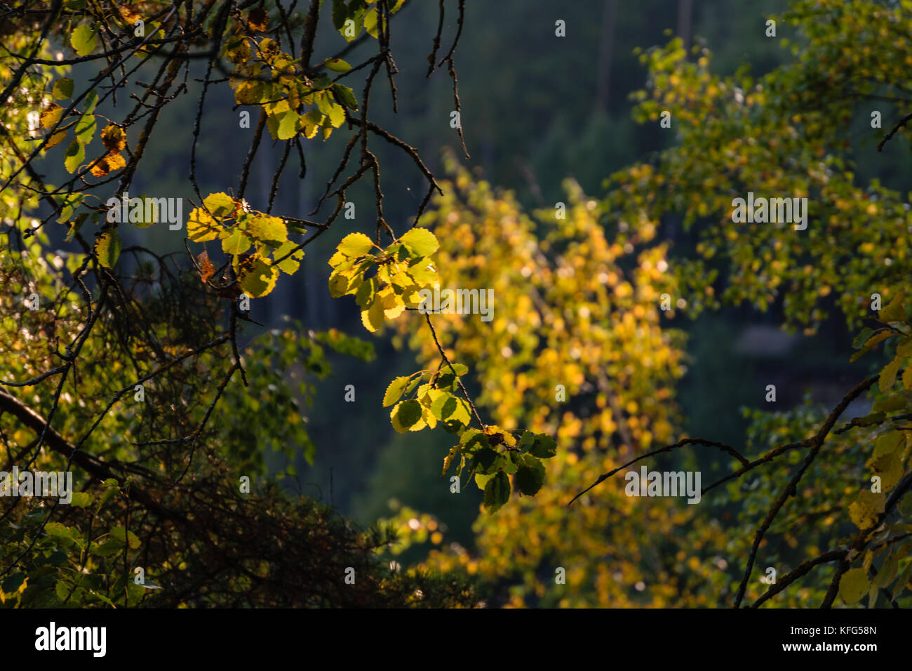 autumn gold colored tree leaves in the park. sunny fall day with sun ...