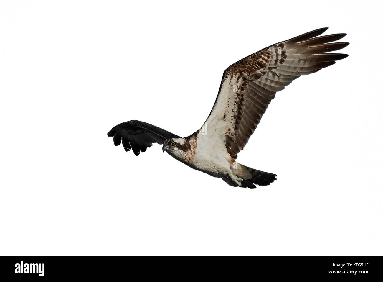 Osprey in flight isolated on a white background Stock Photo - Alamy