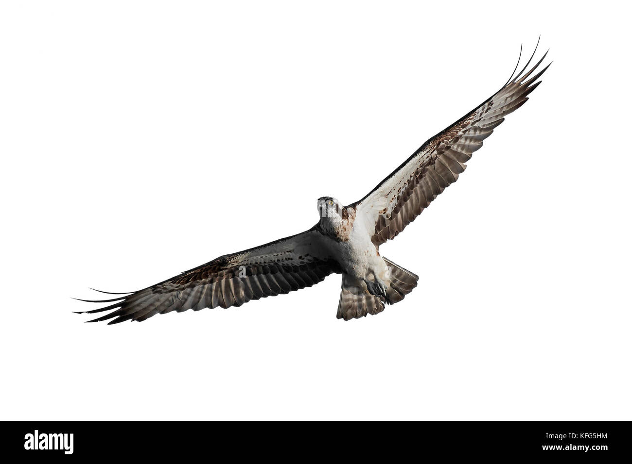 Osprey in flight isolated on a white background Stock Photo - Alamy