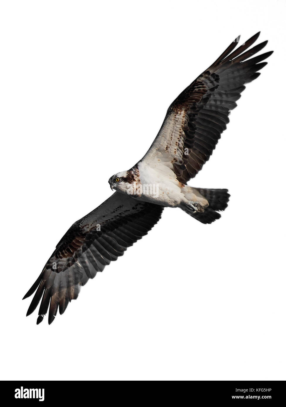 Osprey in flight isolated on a white background Stock Photo - Alamy