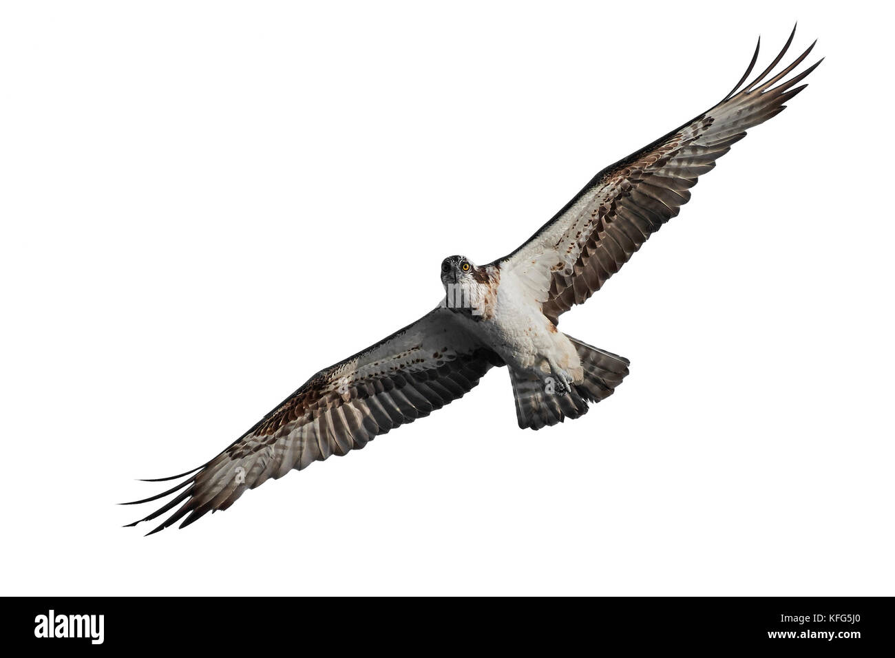Osprey in flight isolated on a white background Stock Photo - Alamy