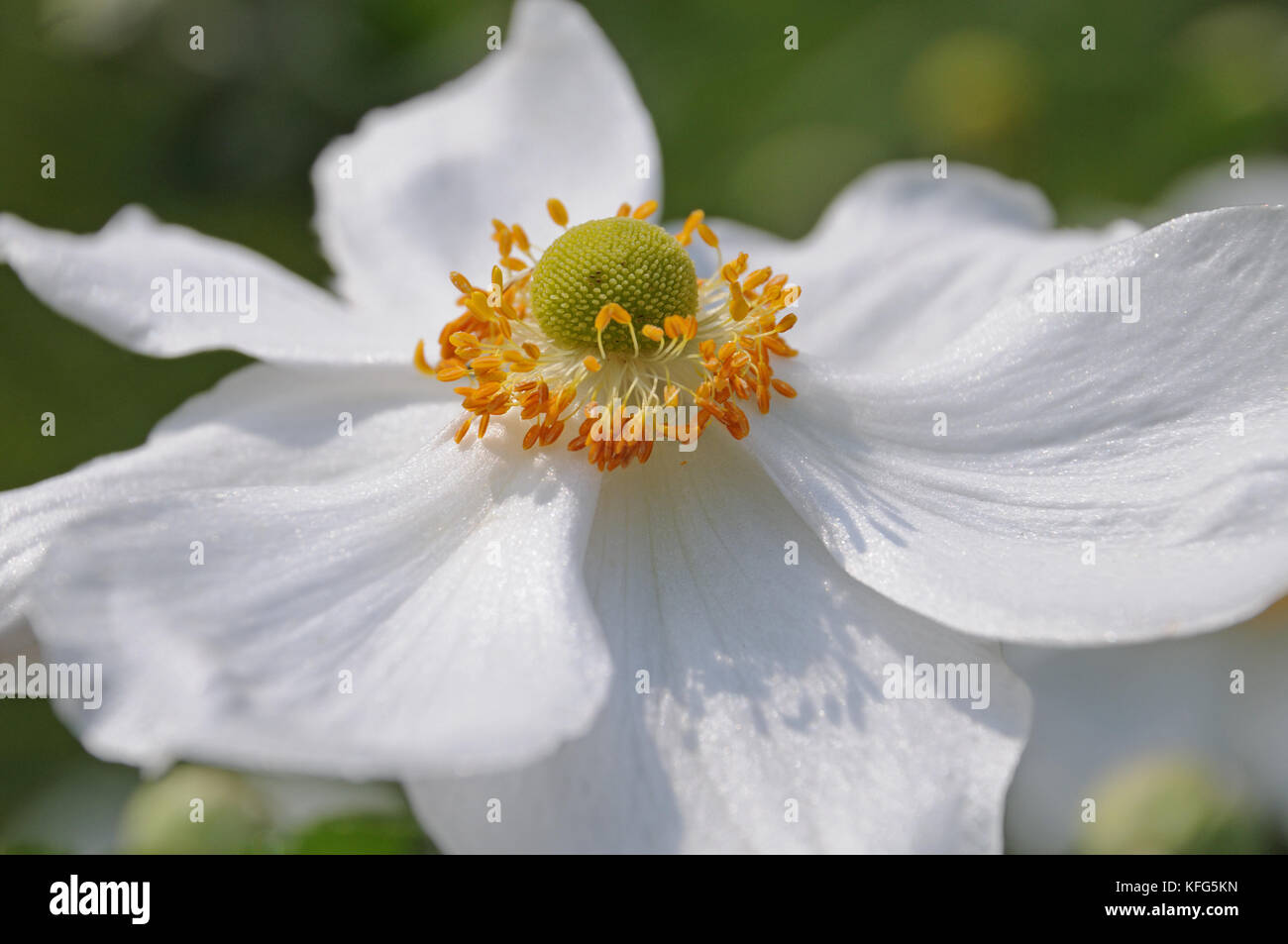 Anemon flower hi-res stock photography and images - Alamy