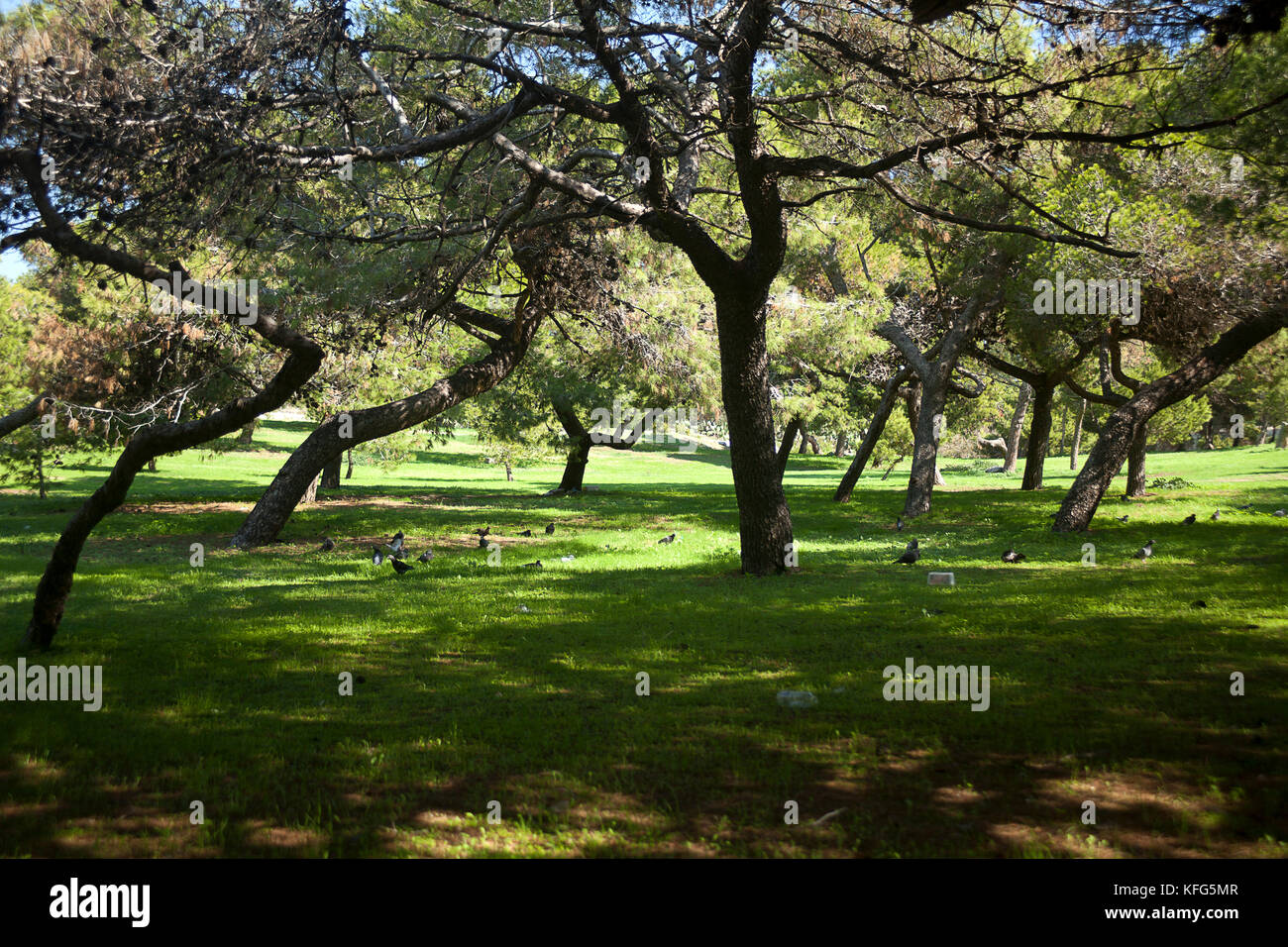 Stock of trees hi-res stock photography and images - Alamy