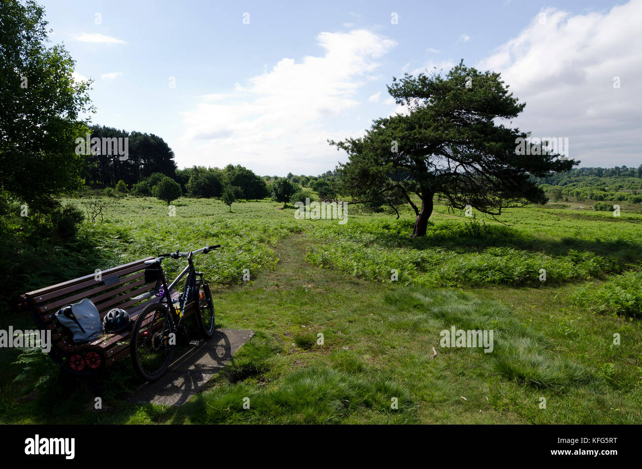 Sutton Coldfield Wildlife High Resolution Stock Photography and Images ...