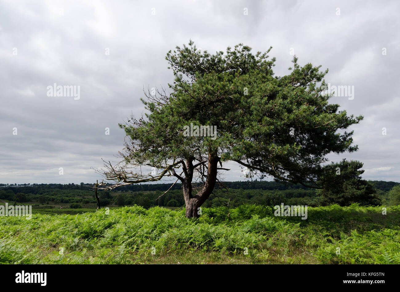 Sutton coldfield park birmingham hi-res stock photography and images ...