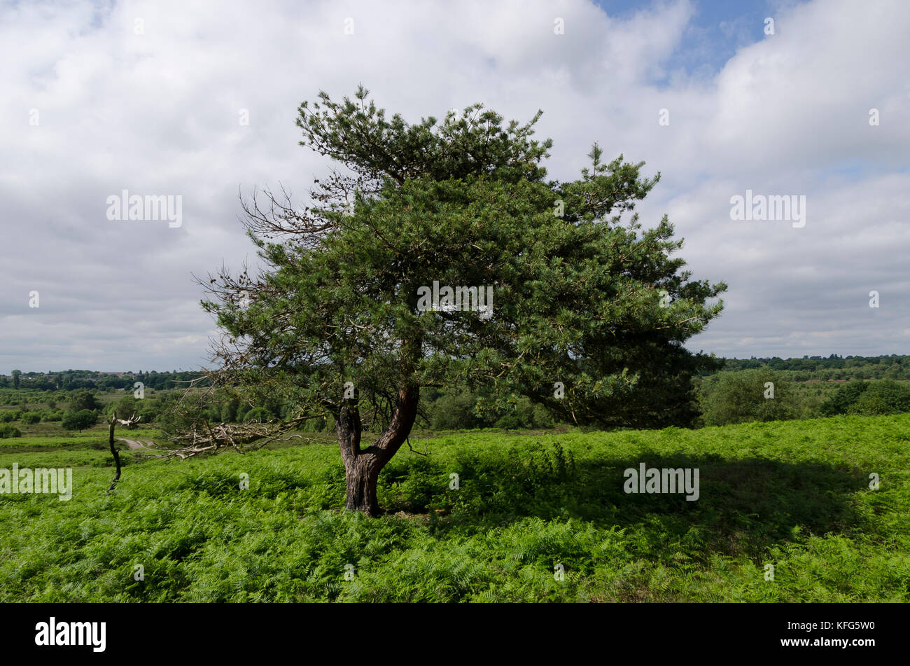 Sutton coldfield wildlife hi-res stock photography and images - Alamy