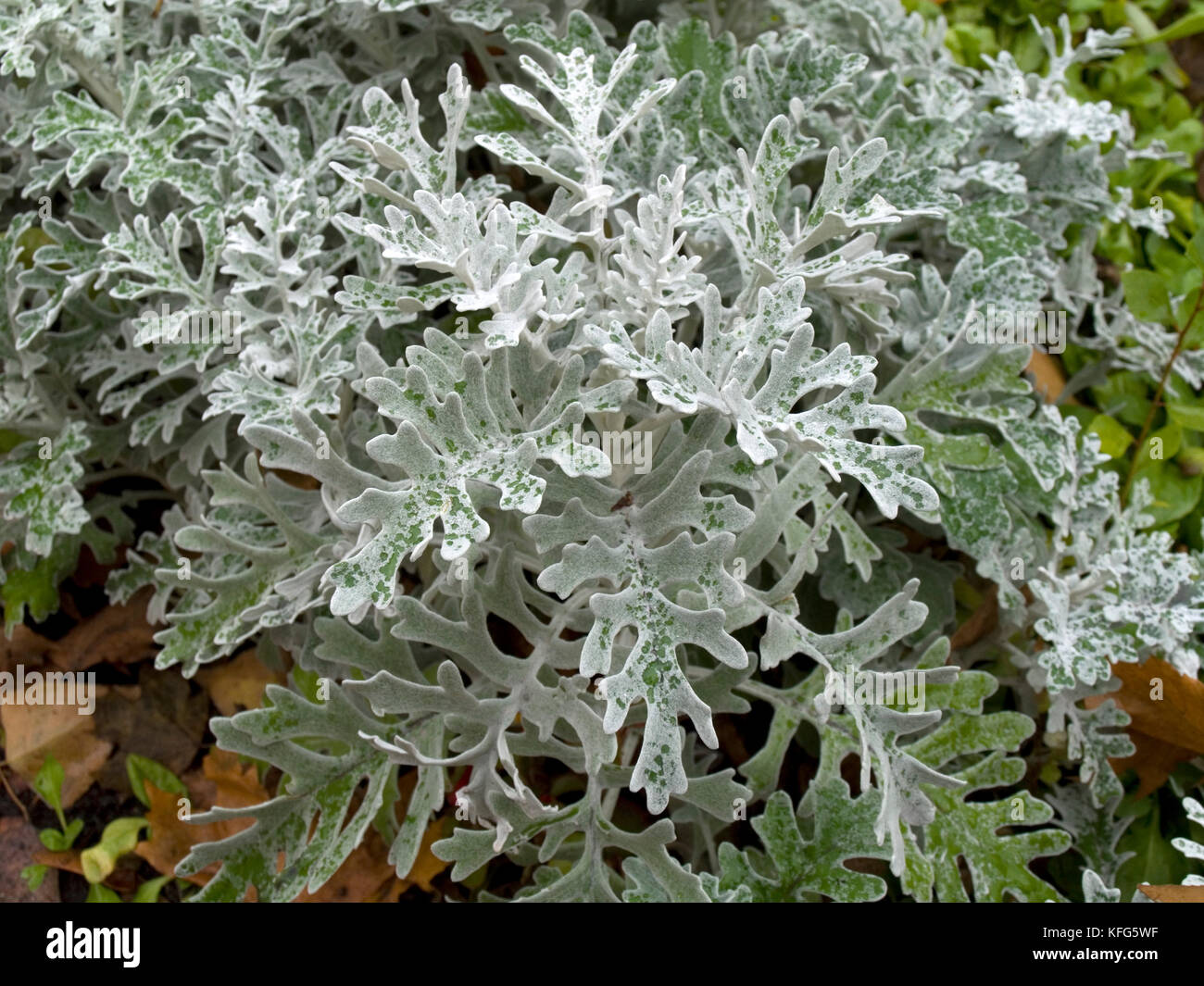 Senecio cineraria "Silver Dust" shrub in autumn Stock Photo - Alamy
