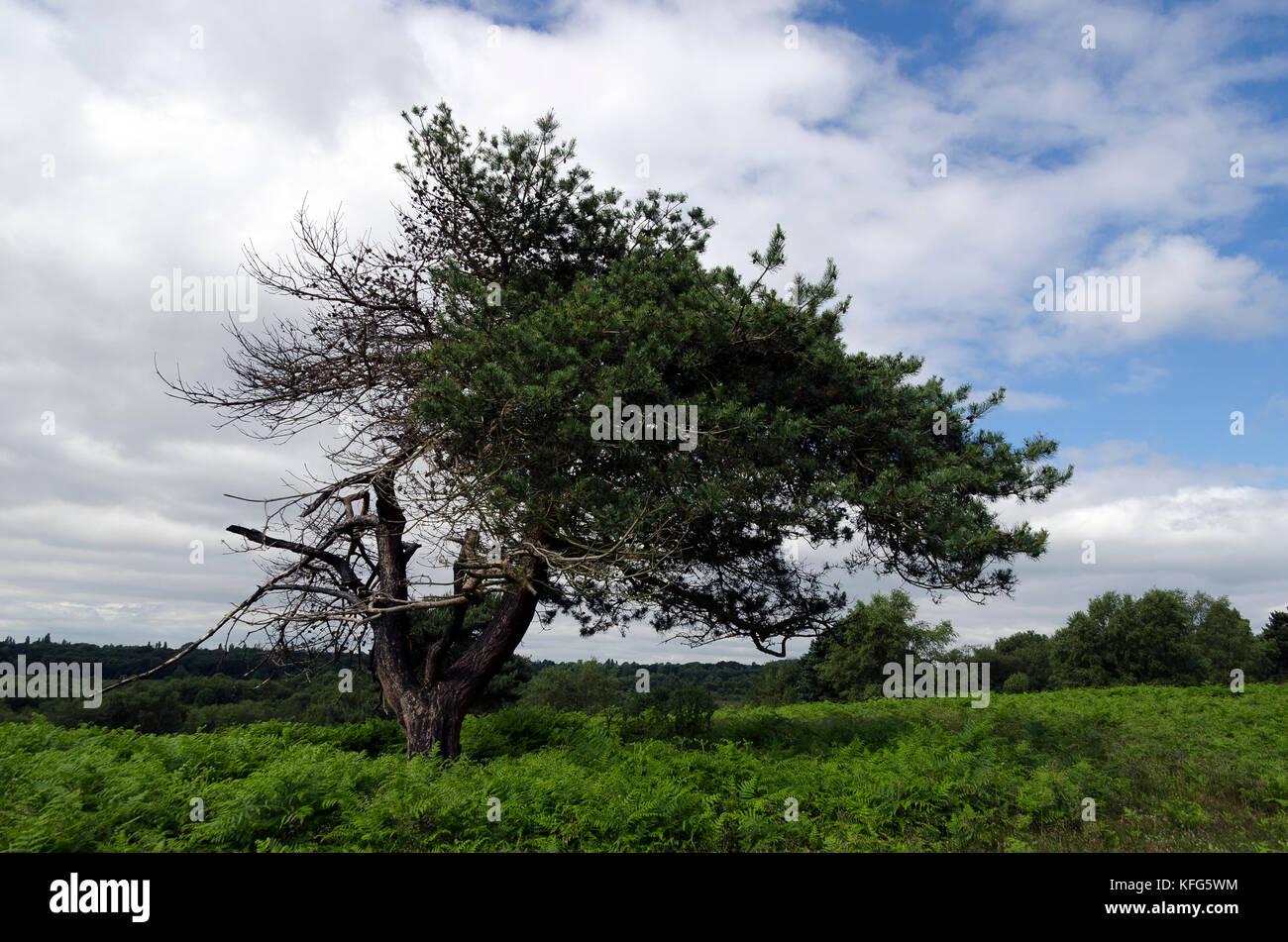 Sutton Coldfield Wildlife High Resolution Stock Photography and Images ...