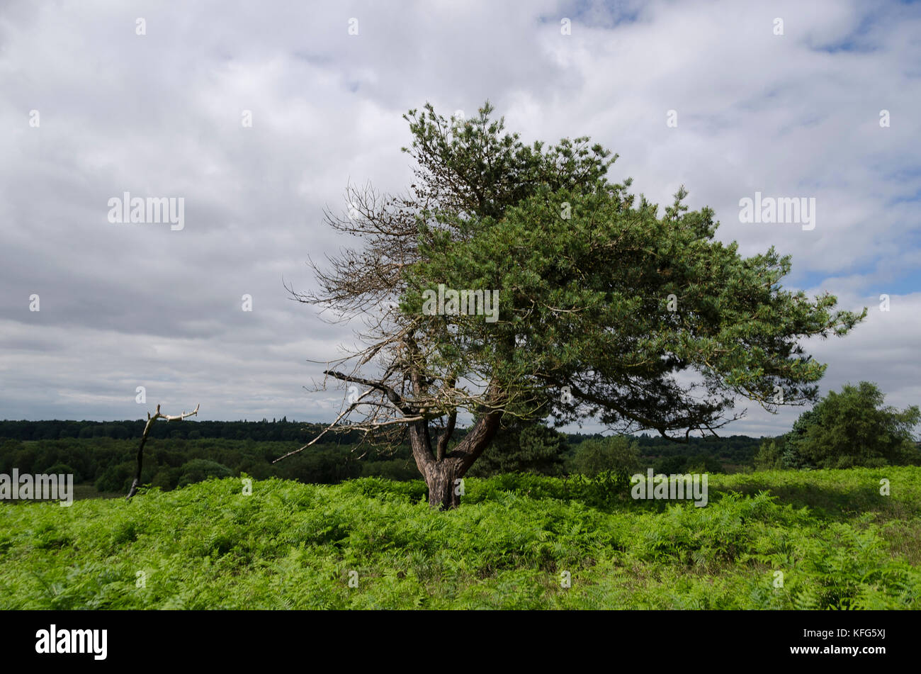 Sutton coldfield wildlife hi-res stock photography and images - Alamy