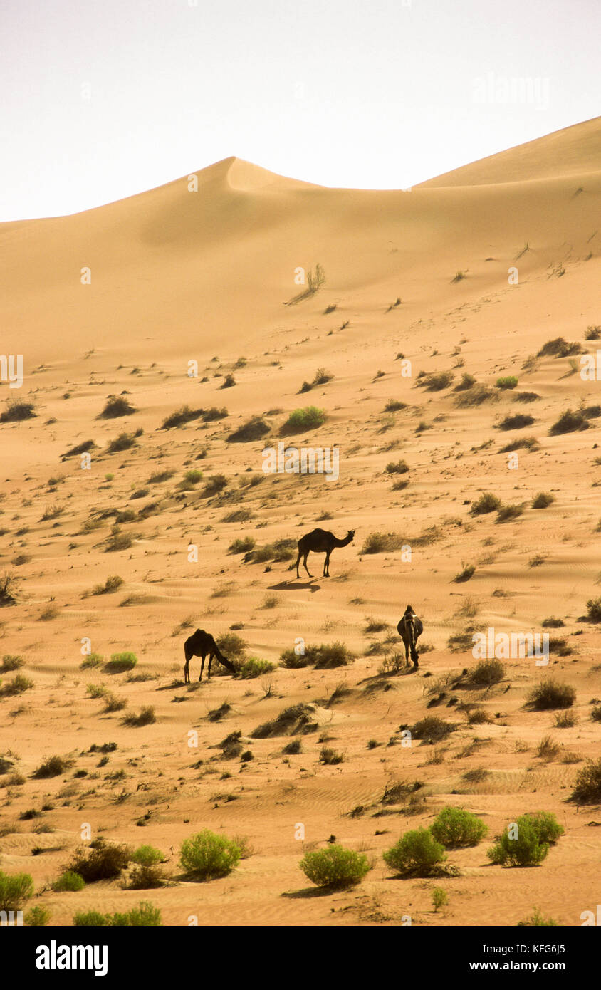 Uae oil field hi-res stock photography and images - Alamy