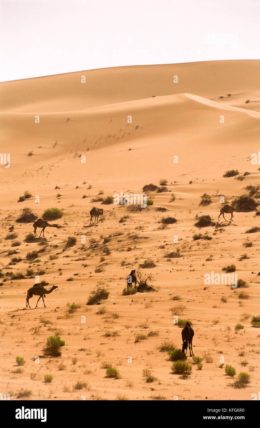 Shaybah gas oil separation plant hi-res stock photography and images ...