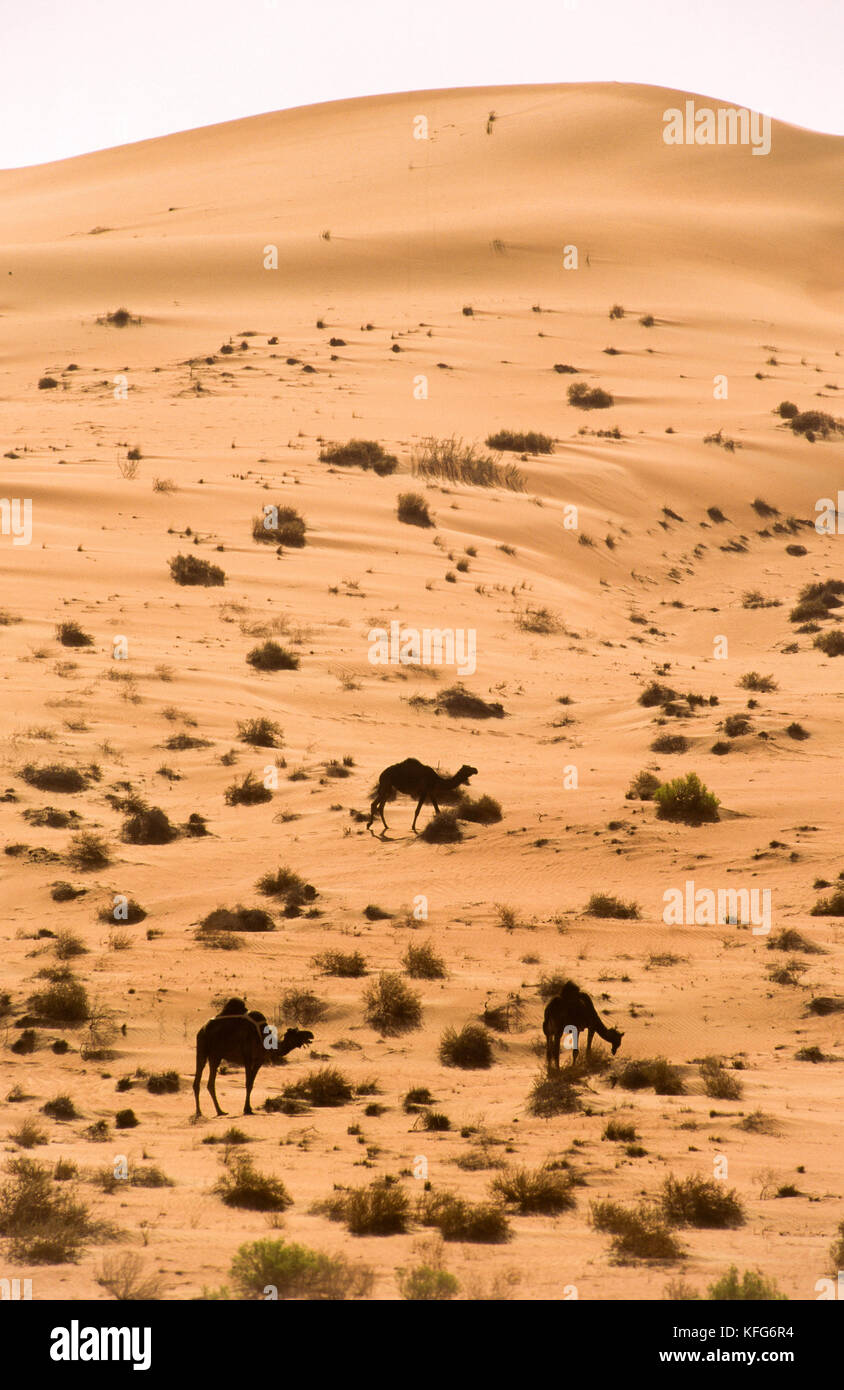Camels near the Shaybah Gas Oil Separation Plant (GOSP), a major gas ...