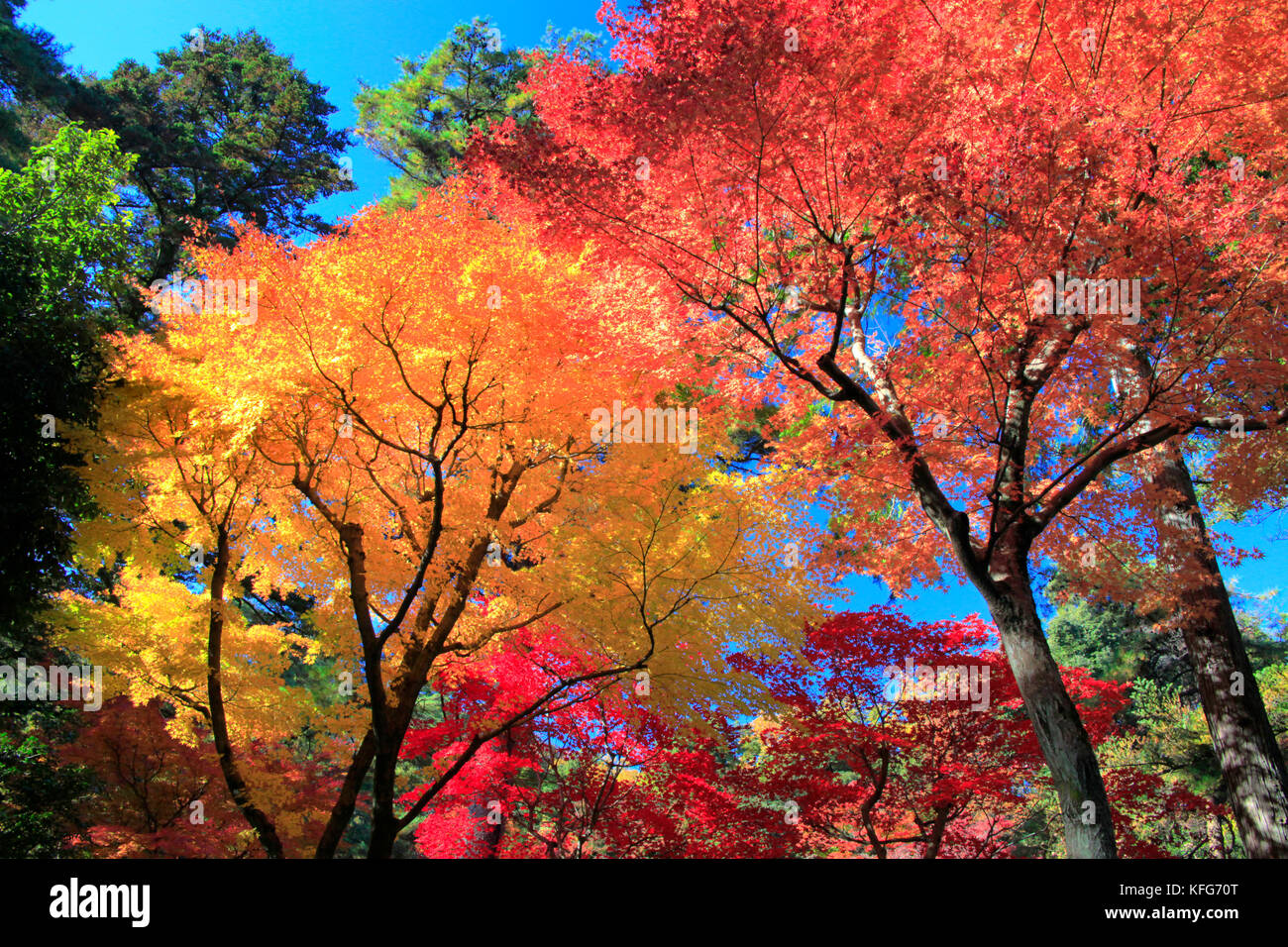Autumn Color in Takasaki Kannon Area Gunma Japan Stock Photo - Alamy