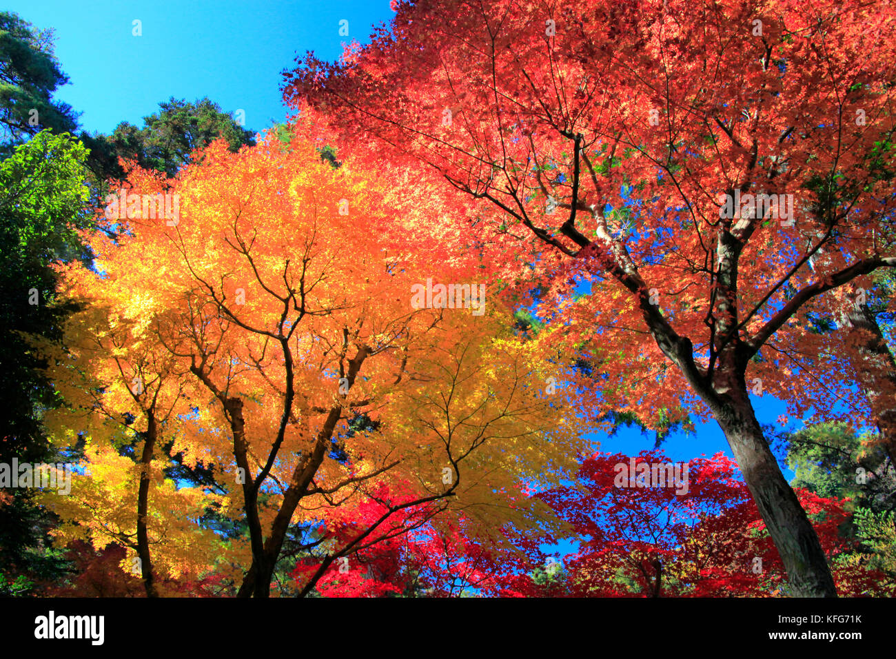 Autumn Color in Takasaki Kannon Area Gunma Japan Stock Photo - Alamy