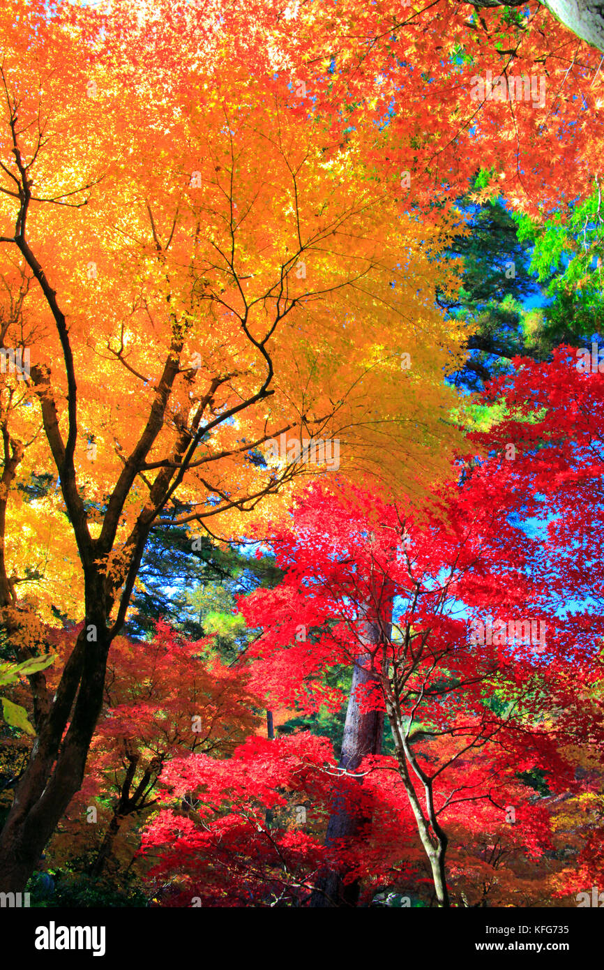 Autumn Color in Takasaki Kannon Area Gunma Japan Stock Photo - Alamy