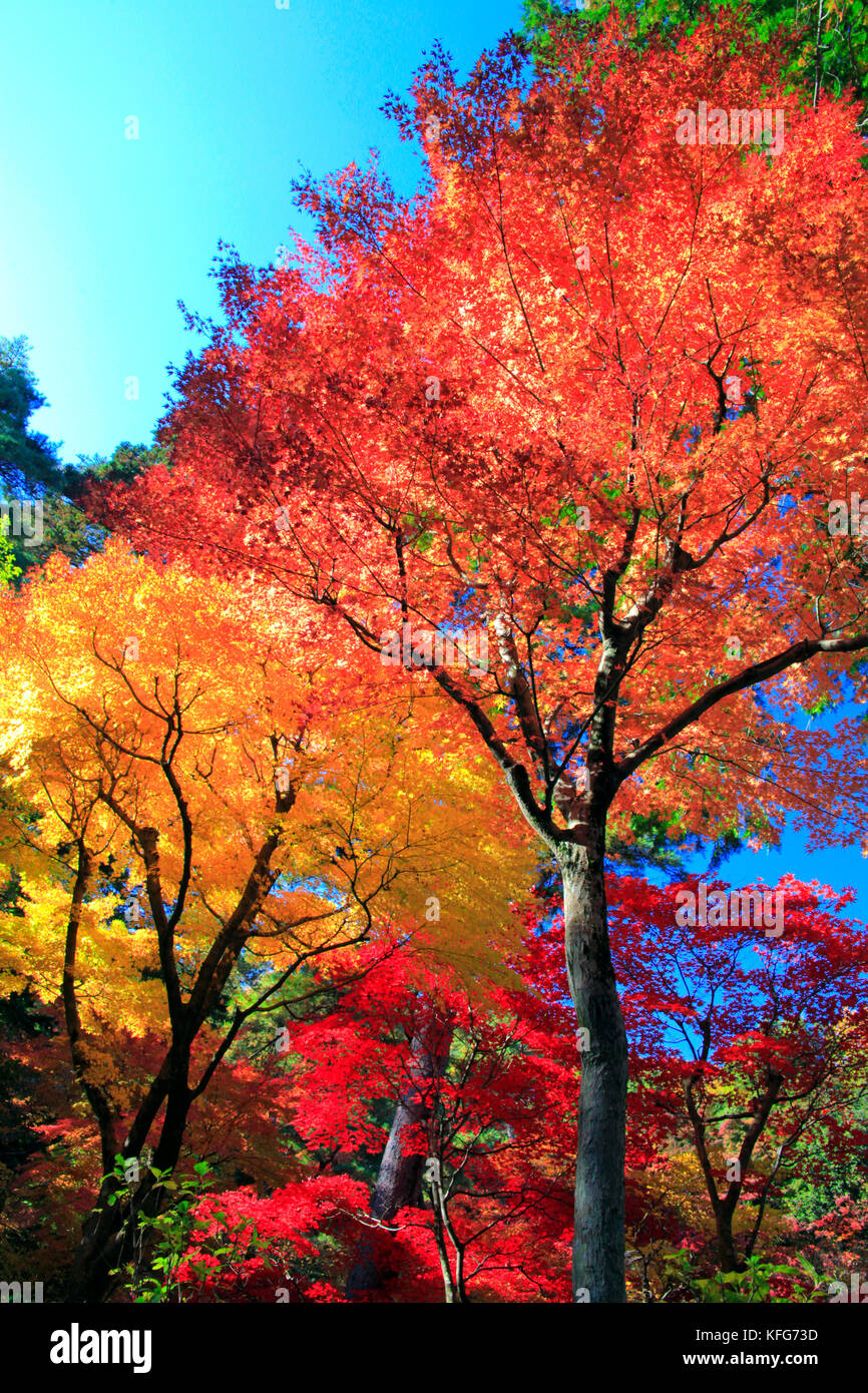 Autumn Color in Takasaki Kannon Area Gunma Japan Stock Photo - Alamy