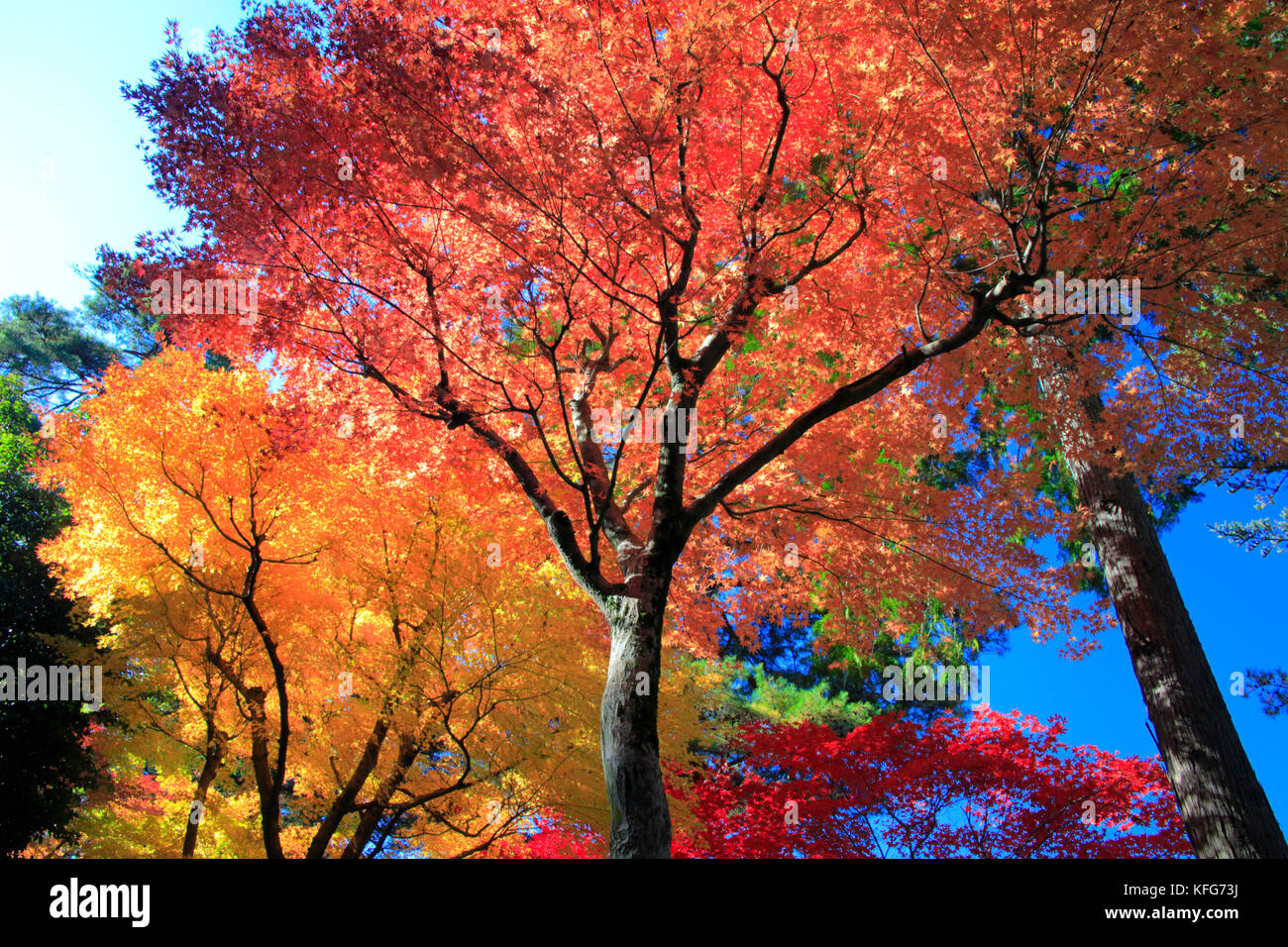 Autumn Color in Takasaki Kannon Area Gunma Japan Stock Photo - Alamy
