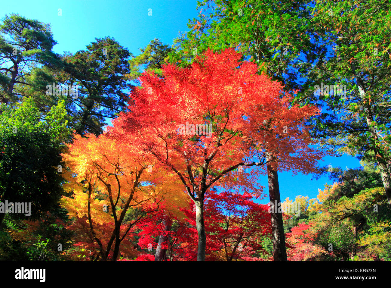 Autumn Color in Takasaki Kannon Area Gunma Japan Stock Photo - Alamy