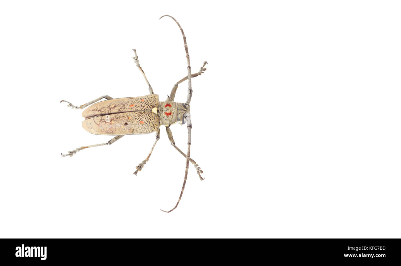 Walkeri High Resolution Stock Photography and Images - Alamy