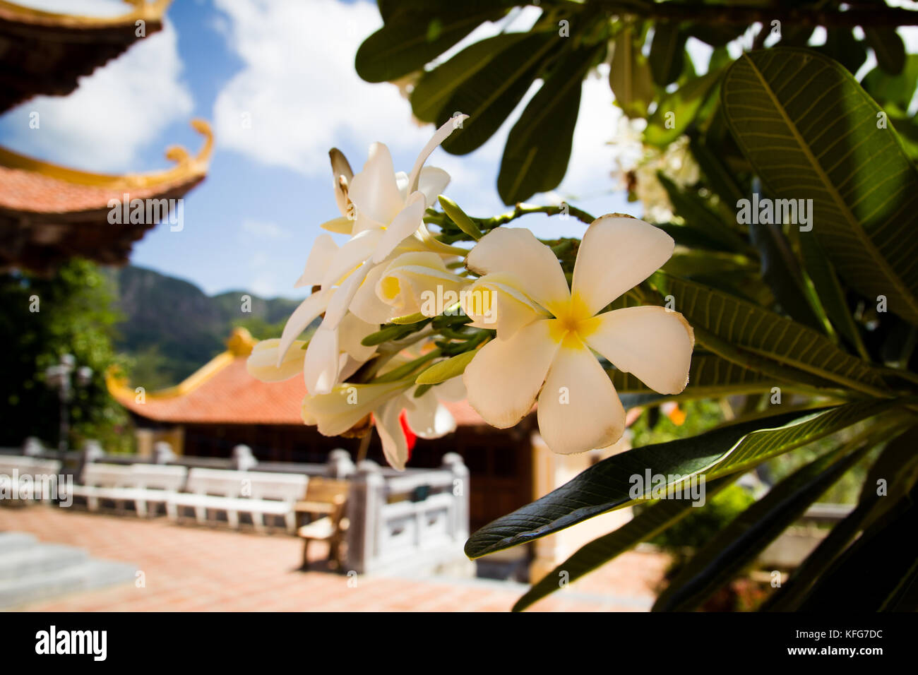 Old frangipani hi-res stock photography and images - Alamy