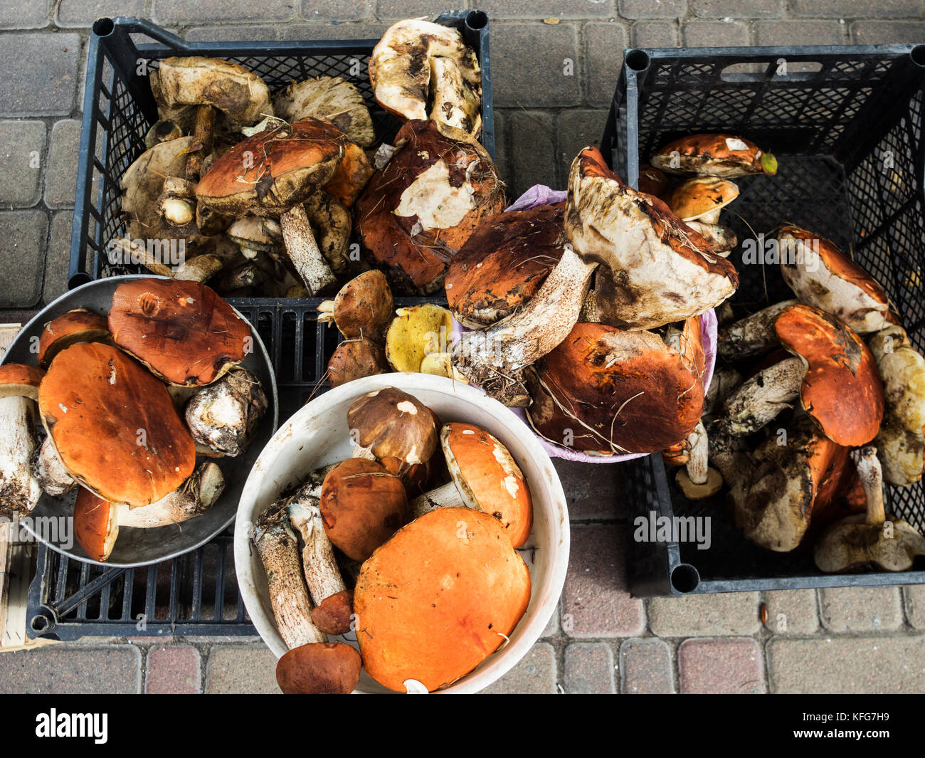 Plastic eating mushroom hi-res stock photography and images - Alamy