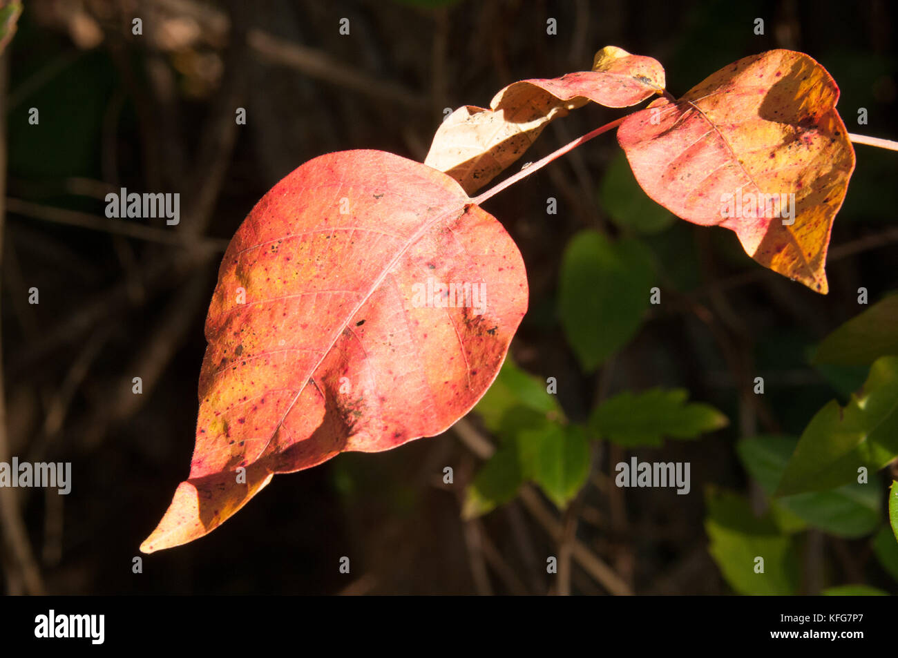 subtle color autumn leaves Stock Photo - Alamy