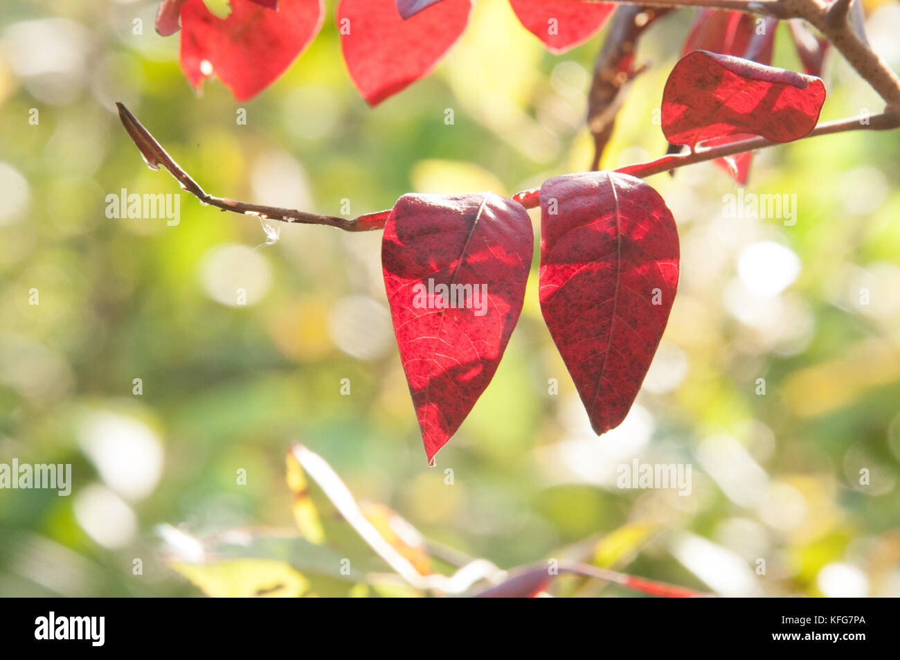 Transparent leaves hi-res stock photography and images - Alamy