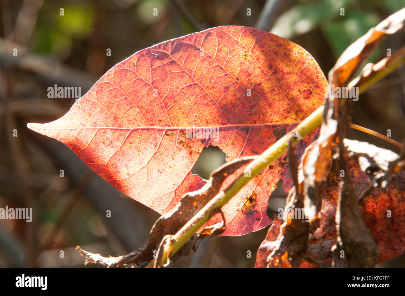 Autumn leaf close-up bronze color Stock Photo - Alamy