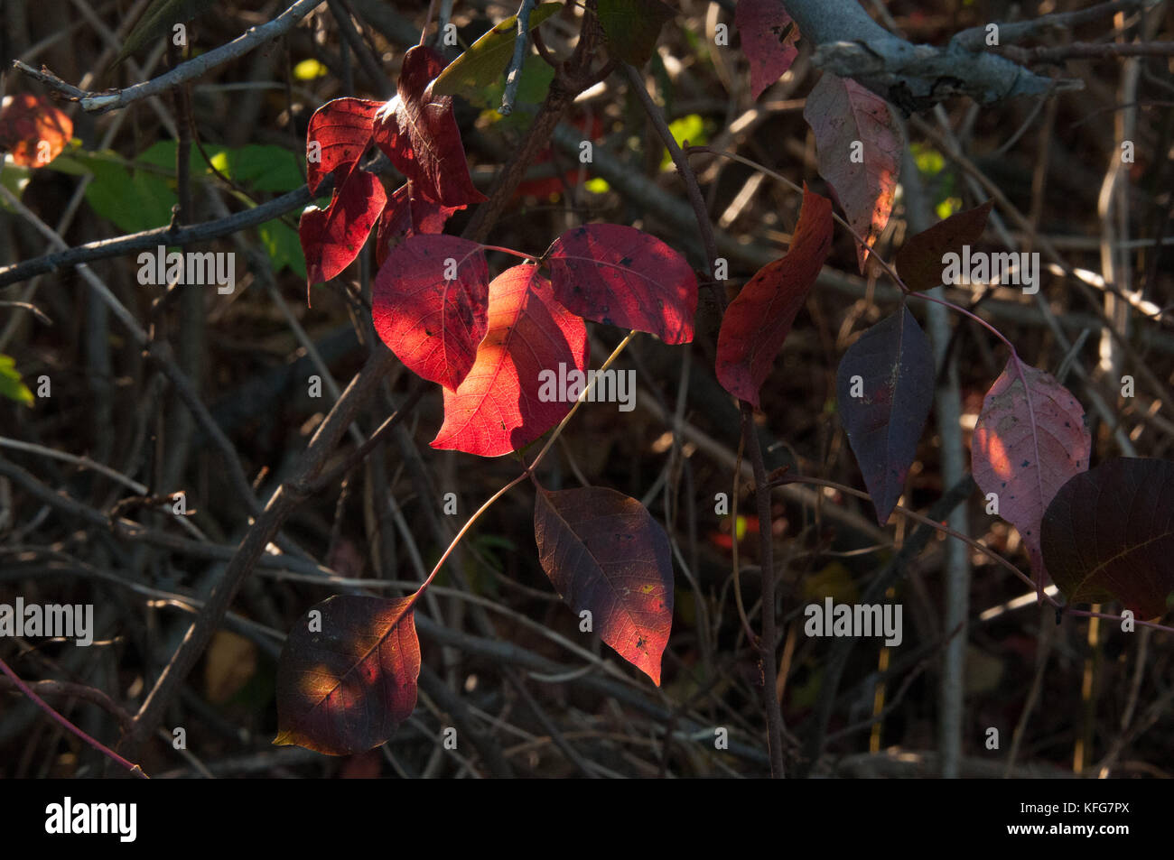 light dappled autumn leaves Stock Photo - Alamy