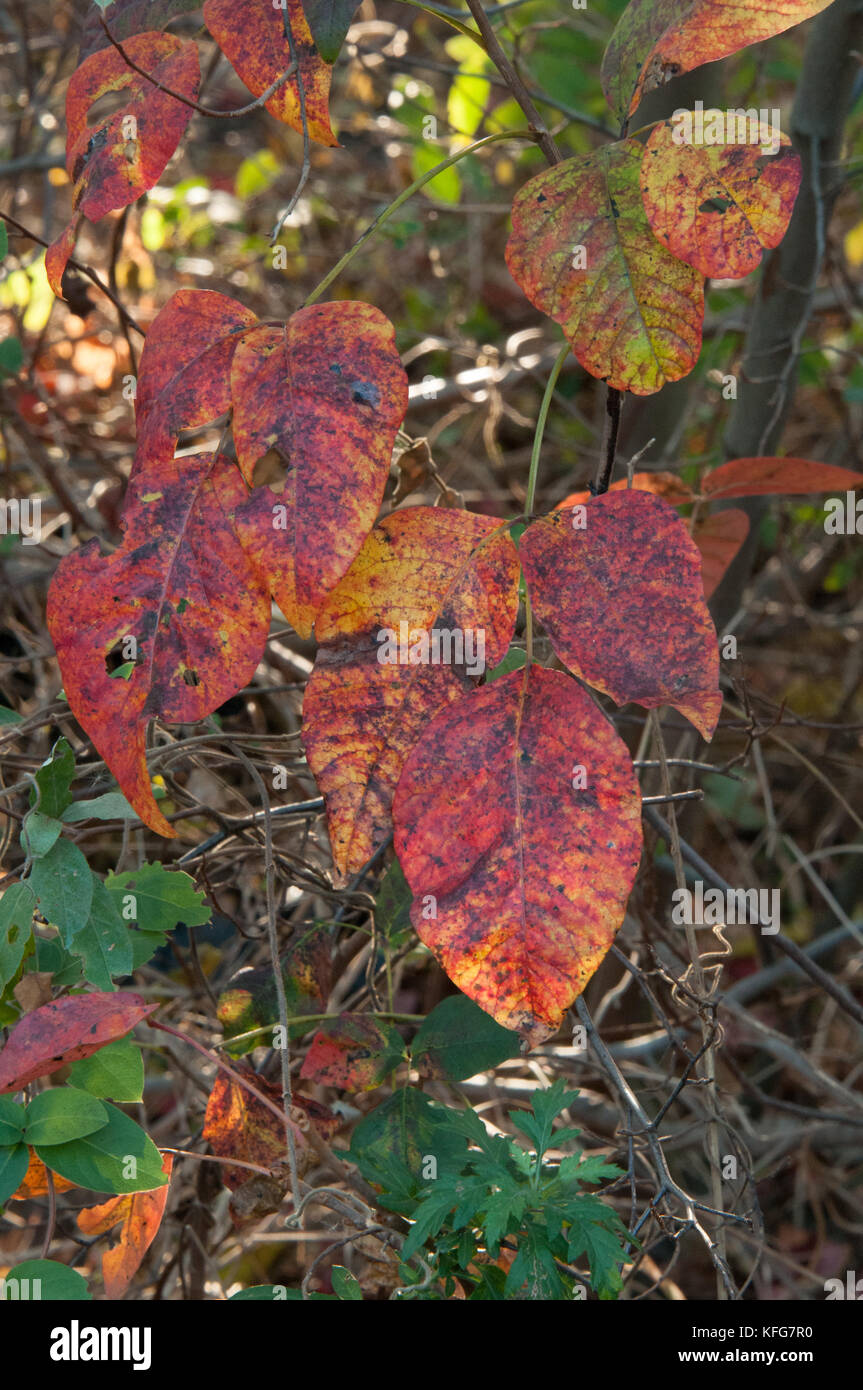 colors of autumn mottled colorful leaves Stock Photo - Alamy