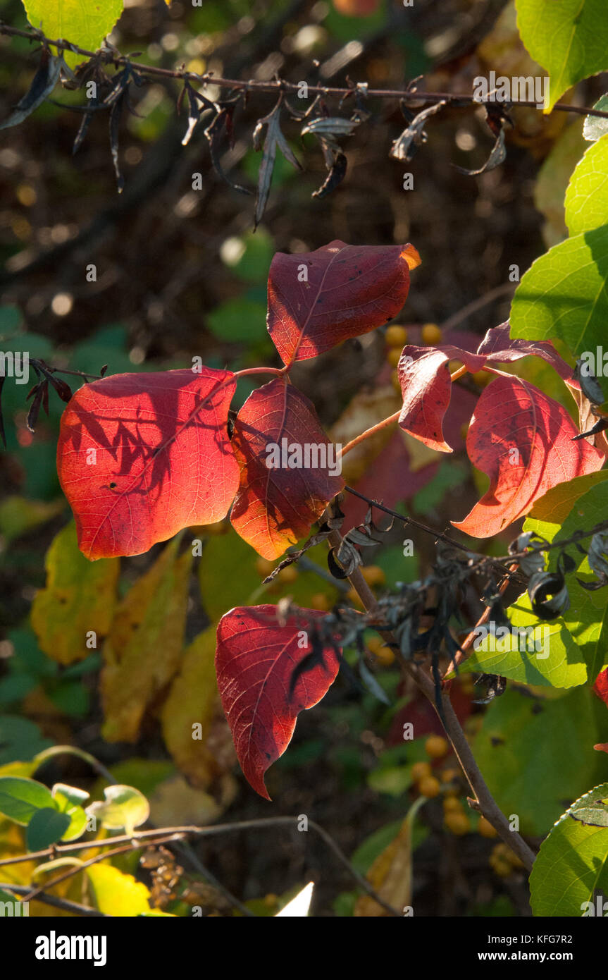 see through autumn leaves Stock Photo - Alamy