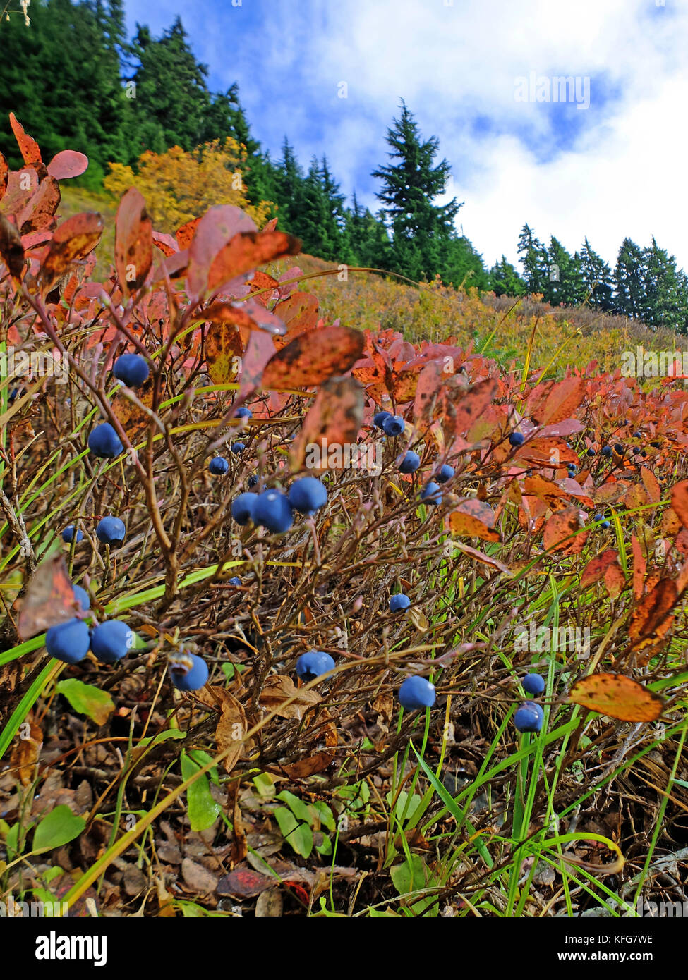 Hiking in the Pacific Northwest, Washington State Stock Photo - Alamy