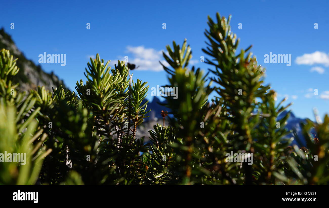 Hiking in the Pacific Northwest, Washington State Stock Photo - Alamy