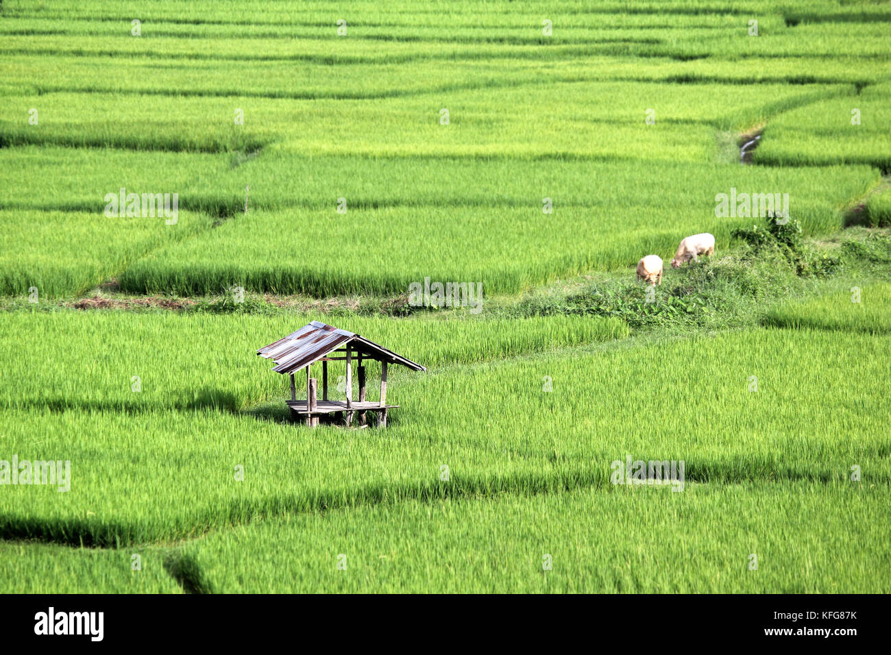 rice in paddy field with rural cottage Stock Photo - Alamy