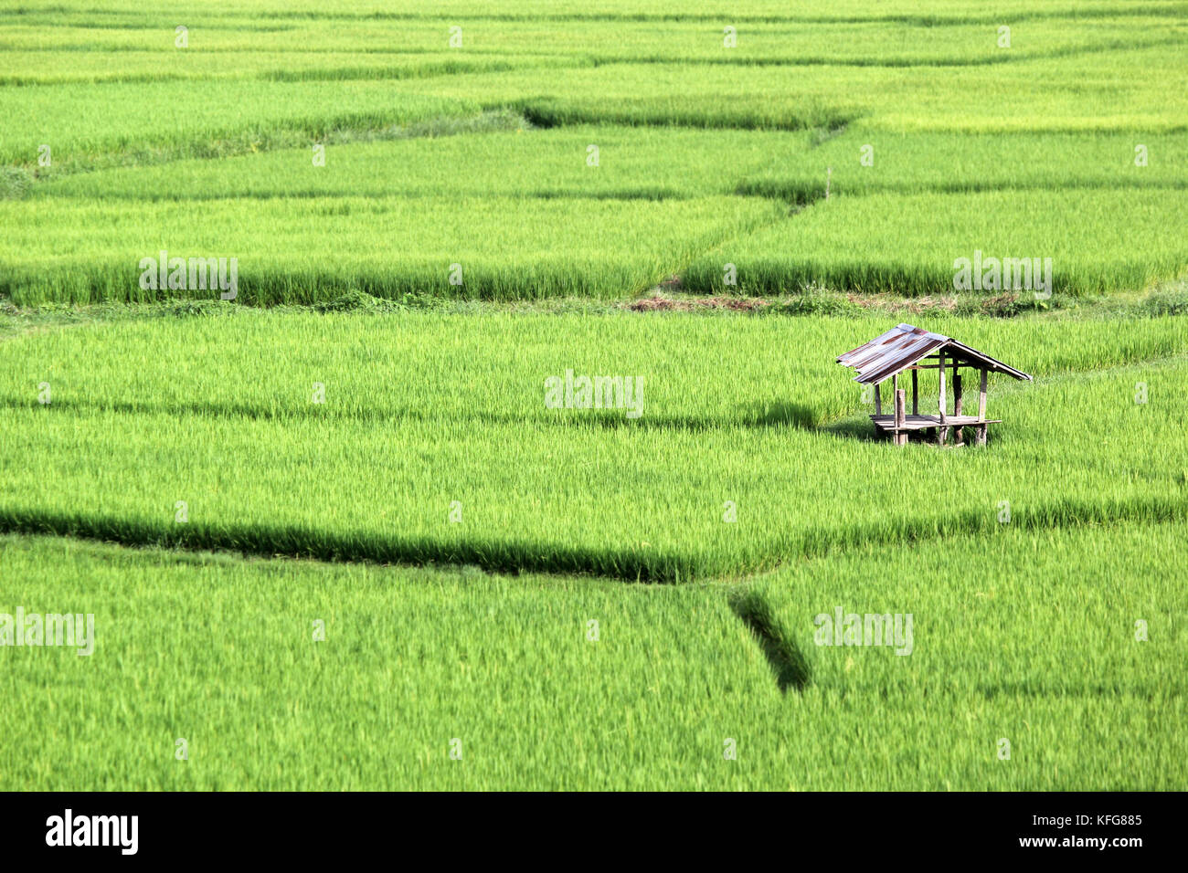 rice in paddy field with rural cottage Stock Photo - Alamy