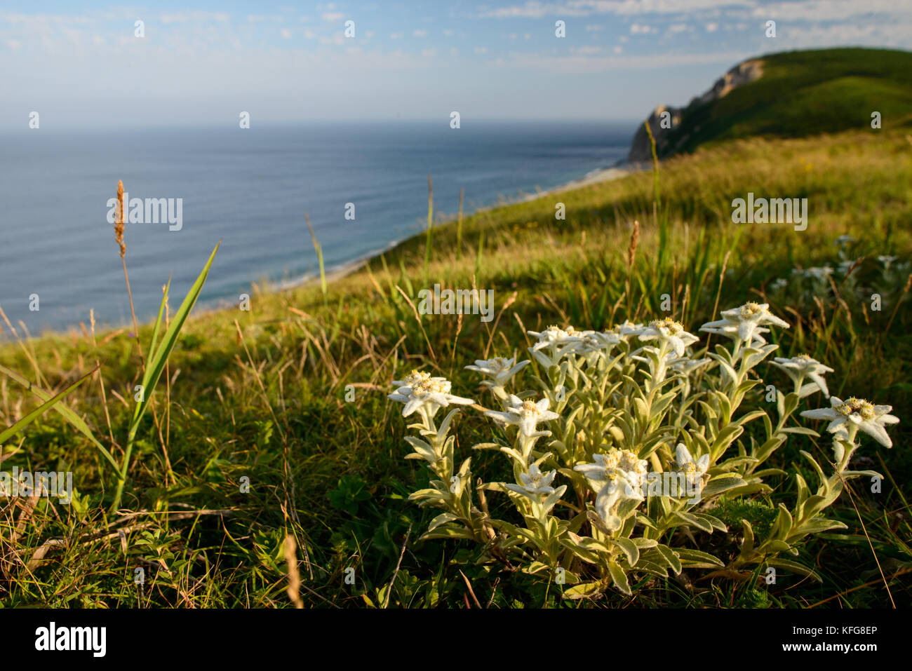 Beautiful Edelweiss blooming at summer evening mountains Stock Photo ...